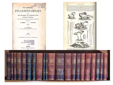 Engler And Prantl System Of Classification Ppt