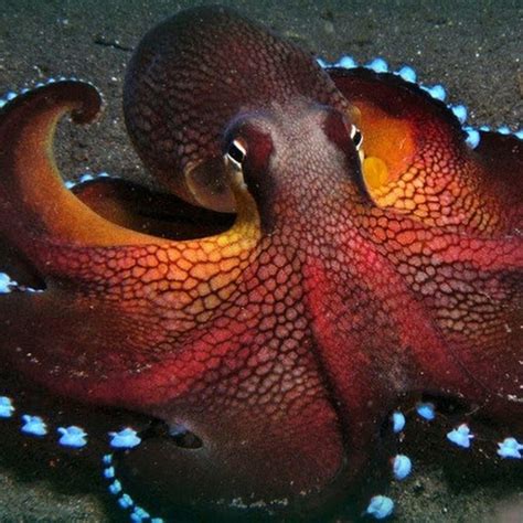 Denis Oktapodi Youtube