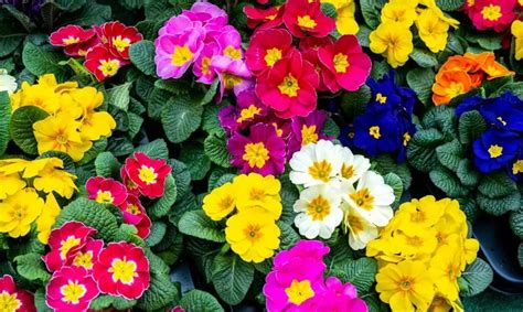 What Color Is A Primrose Flower Garden Pictures