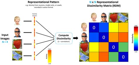 Multivariate Pattern Analysis Duke Institute For Brain Sciences
