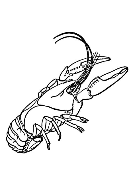 20 Crawfish Coloring Pages Free Printable Pdf And Online Coloring