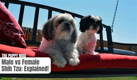 Male Vs Female Shih Tzu The KEY Differences The Puppy Mag