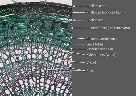 121 Meristem Morphology Biology Libretexts