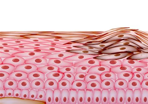Layers Of Human Skin Melanocyte And Melanin Stock Vector