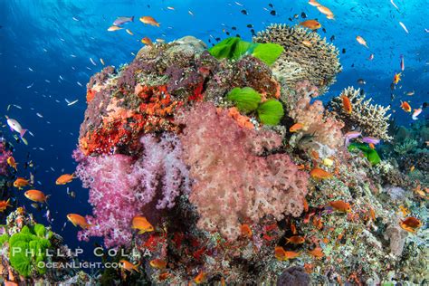 Soft Coral Display In Fiji Namena Marine Reserve Namena Island