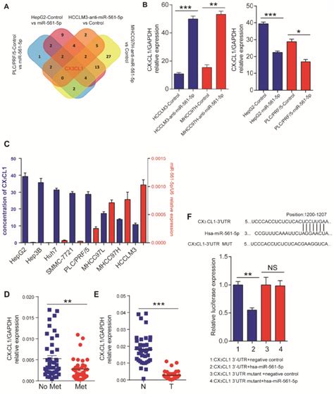 Identification Of Cx3cl1 As A Direct Downstream Target Of Mir 561 5p