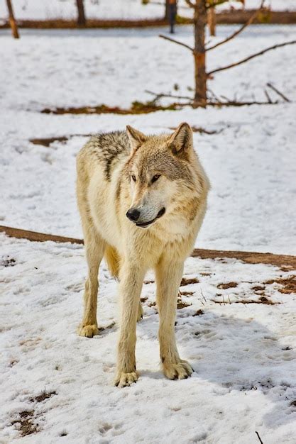 Premium Photo Lone White Wolf Standing In Snow At Park