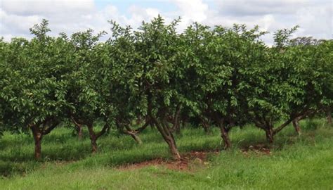 Árbol De Guayaba Dulces Sabores En Un Verdor Tropical Concienciaeco