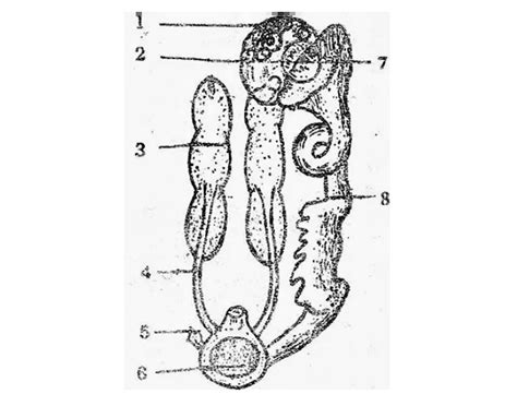 Female Bird Reproductive Quiz
