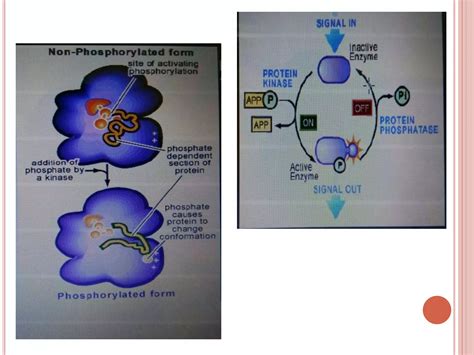 Post Translational Modifications Ppt