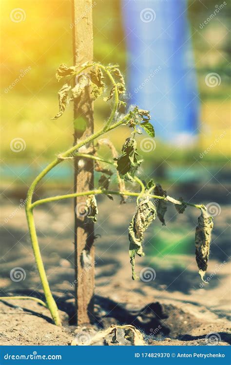 The Dried Bush Of A Tomato The Plant Withered From Lack Of Water