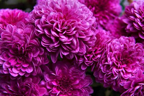 ひしめき咲く紫の花フリー写真素材無料ダウンロード ぱくたそ