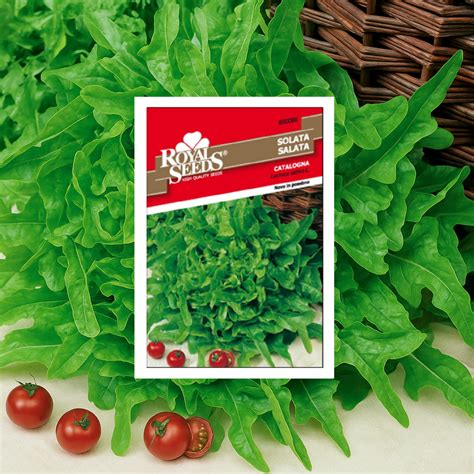 Solata Catalogna Spletna Trgovina Agrocom Vse Za Kmetijstvo Vrt In Dom Na Enem Mestu