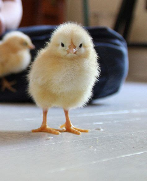 Las Mejores 32 Ideas De Pollos Bebé Pollos Bebé Pollo Fotos De Pollo