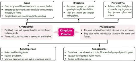 Kingdom Plantae Diagram