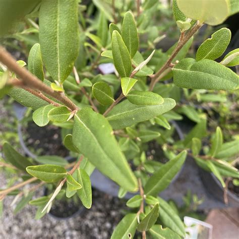 Phebalium Squameum 2l Lushingtons