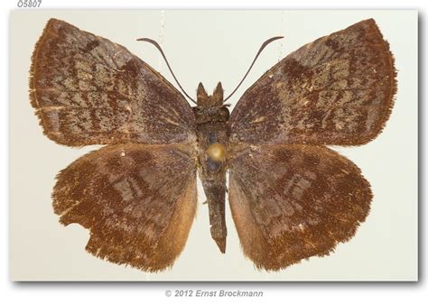 Cycloglypha Polax Pinned Specimens