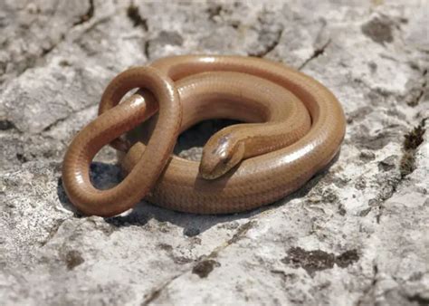 12 Legless Lizard Species With Pictures And Identification