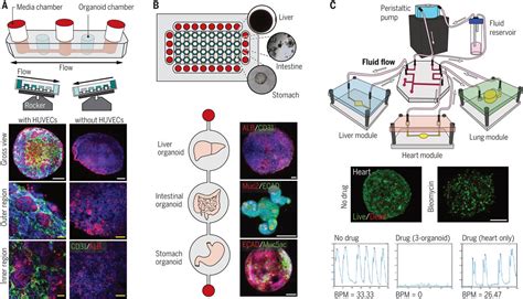 Organoids On A Chip Science