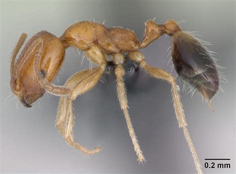 Ants Advanced Pest Control
