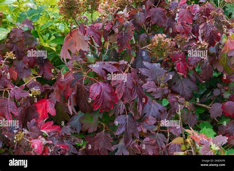 Autumn Plum Colored Leaves Of The Hydrangea Quercifolia Pee Wee Or The Oak Leaf Hydrangea Stock