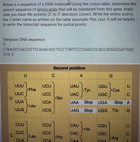 Solved Below Is A Sequence Of A DNA Molecules Using The Chegg Com