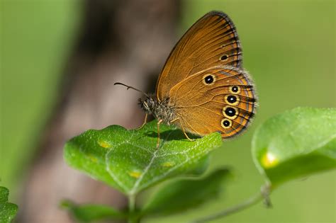 Coenonympha Oedippus Butterflies Of Croatia