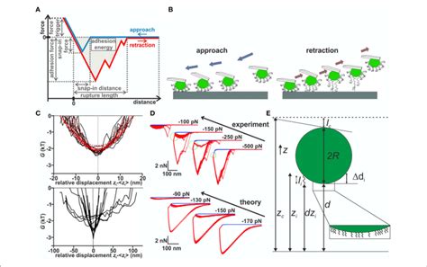 A Schematic Force Distance Curve B Sketch Of The Model During