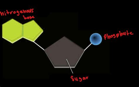 Macromolecules Bio Flashcards Quizlet