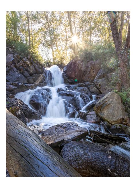 Jason Fisk Fox Lab Fine Art