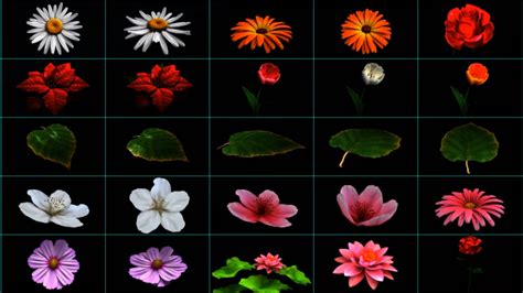 مجموعه 108 المنت متحرک گل برای افتر افکت M 108 Flower Animation Elements