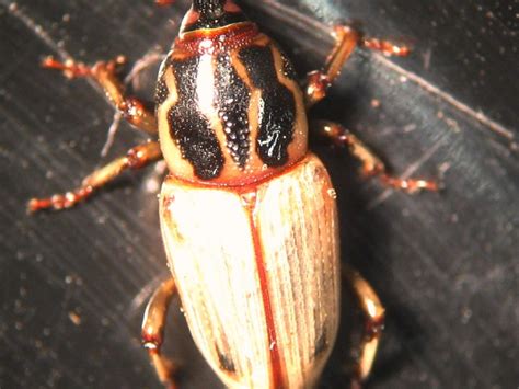 Billbug Nuturf