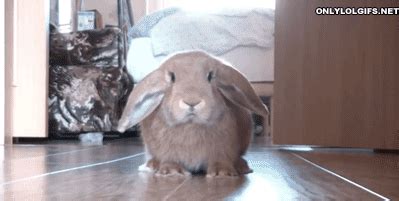 Bouncy Bunny Hop Cute Animated Rabbit In Action  Abyss