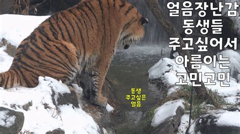 에버랜드 호랑이 오둥이 호랑이 얼음 장난감 동생들 주고 싶어서 아름이는 고민고민 얼음 꼭 잡아서 다운우리나라 주고