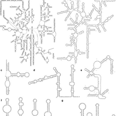 Example Human Rna 2d Structures Generated By R2dt A Cytoplasmic Lsu Download Scientific
