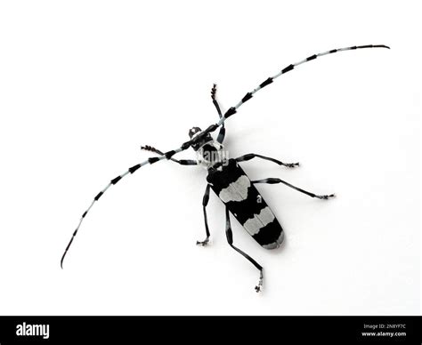 Dorsal View Of A Striking Black And White Male Banded Alder Borer