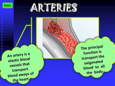 Ppt Cardiovascular System Powerpoint Presentation Free Download Id