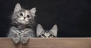 Quais Benefícios de Ter um Gato em Casa Fatos Curiosos