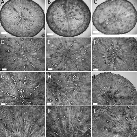 Three Radish Cultivars Displaying Wide Variations In Root Shape At 6 Download Scientific