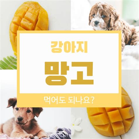 강아지 망고 먹어도 되나요 냉동 망고 말린 망고 급여에 대해 네이버 블로그