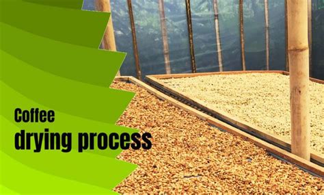 Coffee Processing And Drying The Latest Method And Comparison With Other Methods Typescoffee
