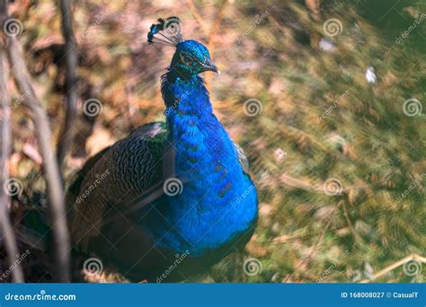 Un Pavo Real Colorido Caminando Entre Hierba Seca Y Ramas Sin Hojas