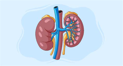 Filtering The Facts Mastering Membranous Glomerulonephritis Medtigo