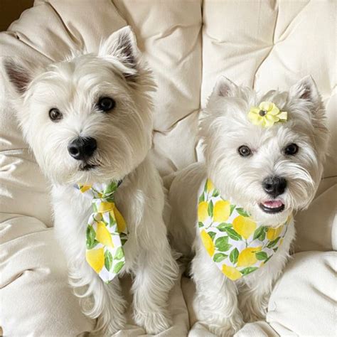Luna And Leo Furry People Productions