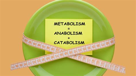 Catabolism Vs Anabolism What S The Difference Between
