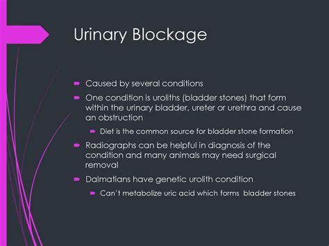 The Renal System Ppt Download