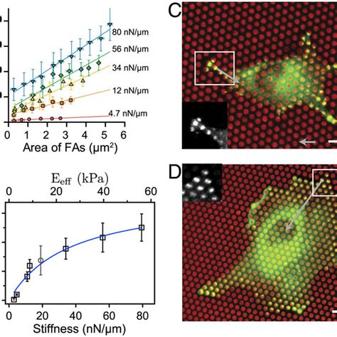 Relationship Between Stress And Focal Adhesion Area A Correlation