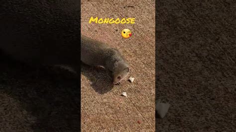 mongoose 😘 youtube