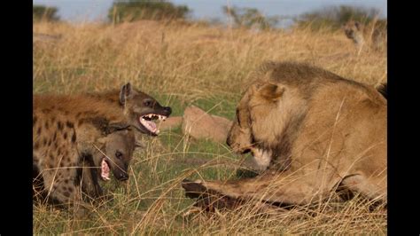 Lion Vs Hyena War