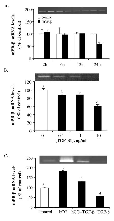 Tgf β1 Downregulates Mpr β Mrna Expression A Time Course Study Of